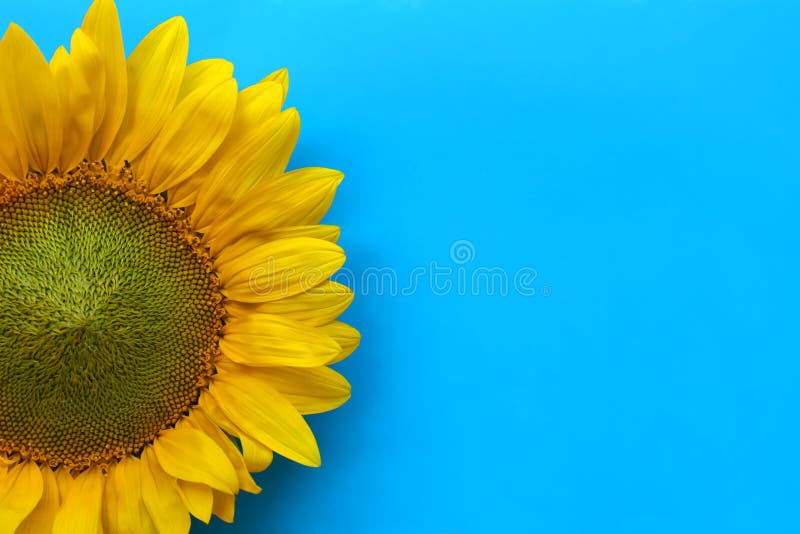 Beautiful Sunflower on Light Blue Background, Top View. Space for Text ...