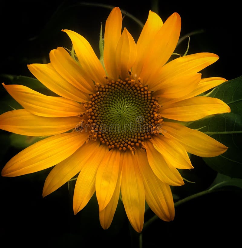 Beautiful sunflower stock photo. Image of nature, daytime - 123321190
