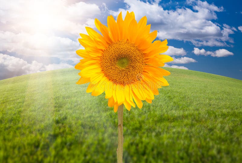 Beautiful Sunflower Over Grass Field Stock Image - Image of beautiful ...