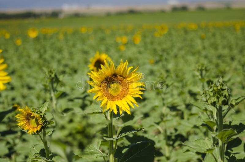 Sunflower Patch, Closeup Detail. Stock Image - Image of close, closeup ...