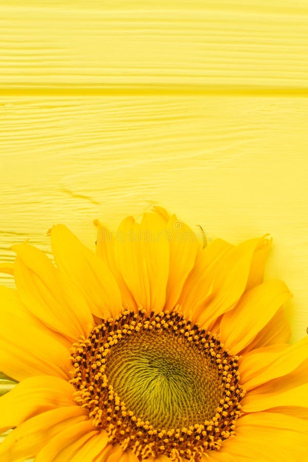 Beautiful Sunflower on Rustic Wood Background. Stock Photo - Image of ...