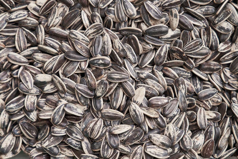 Beautiful Sunflower Seeds Image Stock Image - Image of organic ...