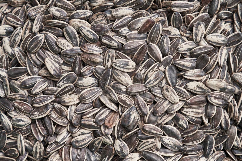 Beautiful Sunflower Seeds Image Stock Image - Image of tasty, nutrition ...