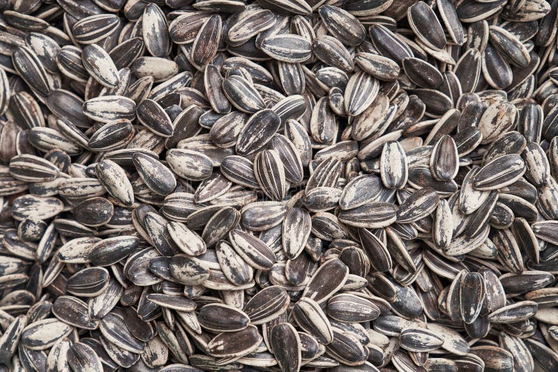 Beautiful Sunflower Seeds Image Stock Image - Image of healthy, tasty ...