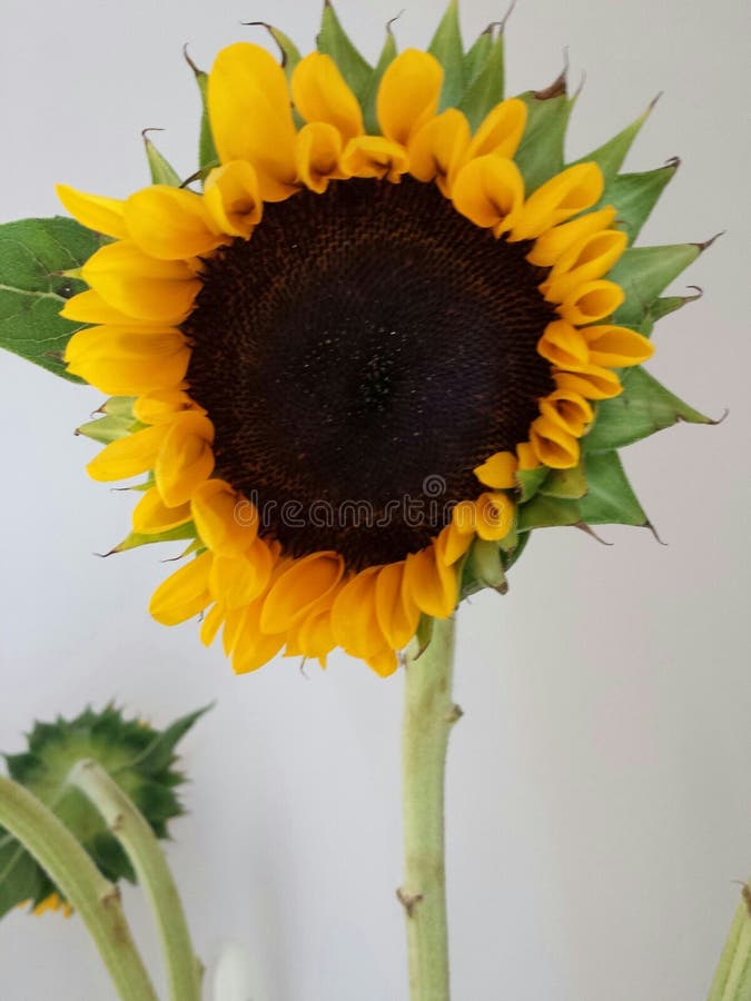 Beautiful sunflower stock image. Image of yellow, standing - 97439647
