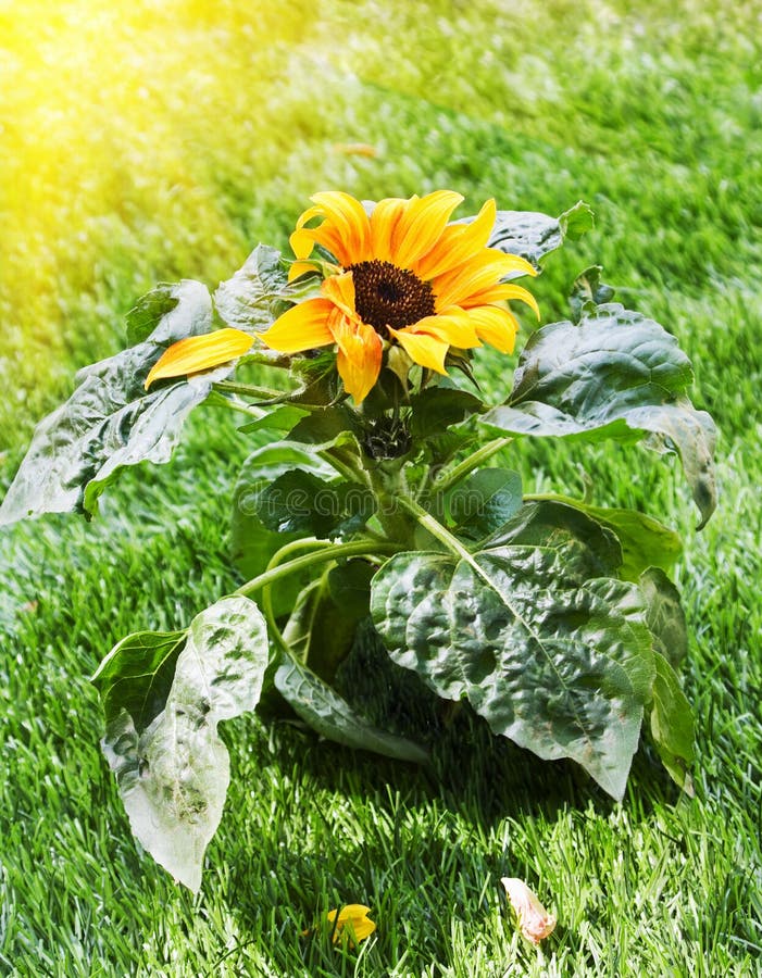 Beautiful Sunflower in the Sunshine. Stock Image - Image of botanical ...