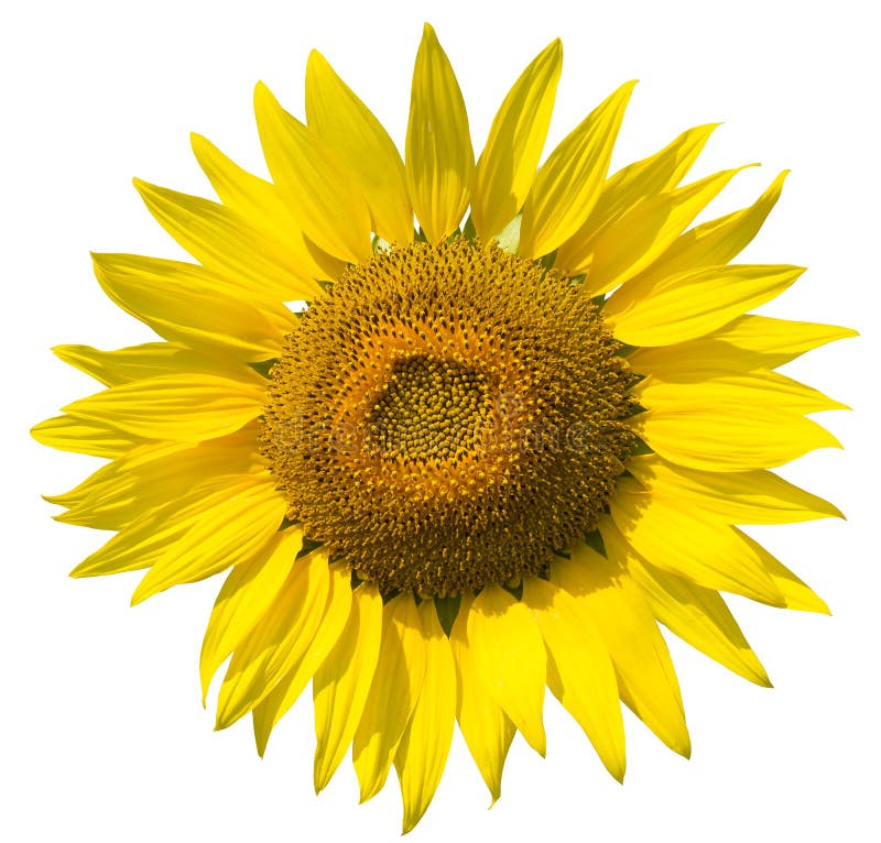 Beautiful Sunflower on White Background. Stock Image - Image of plant, beautiful: 97540671