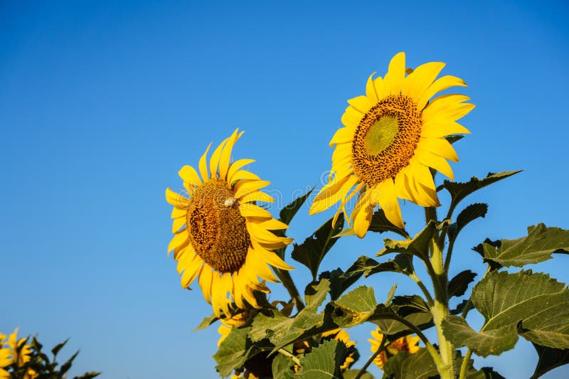Beautiful sunflower stock photo. Image of yellow, nature - 48881358