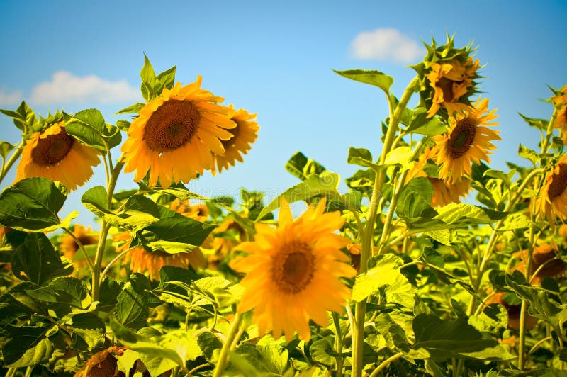 Beautiful sunflowers stock image. Image of blue, green - 10747465