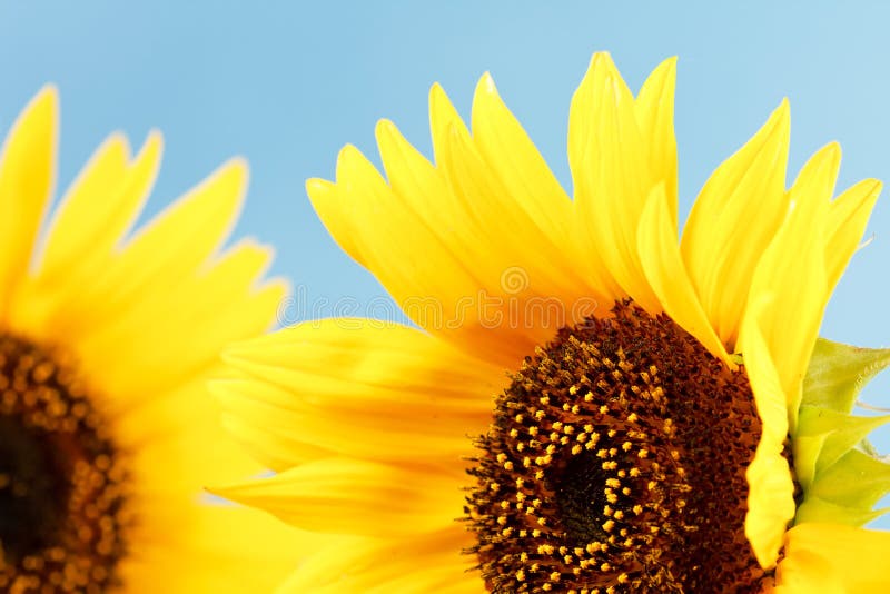 Beautiful sunflowers stock image. Image of harvest, sunflower - 15582371