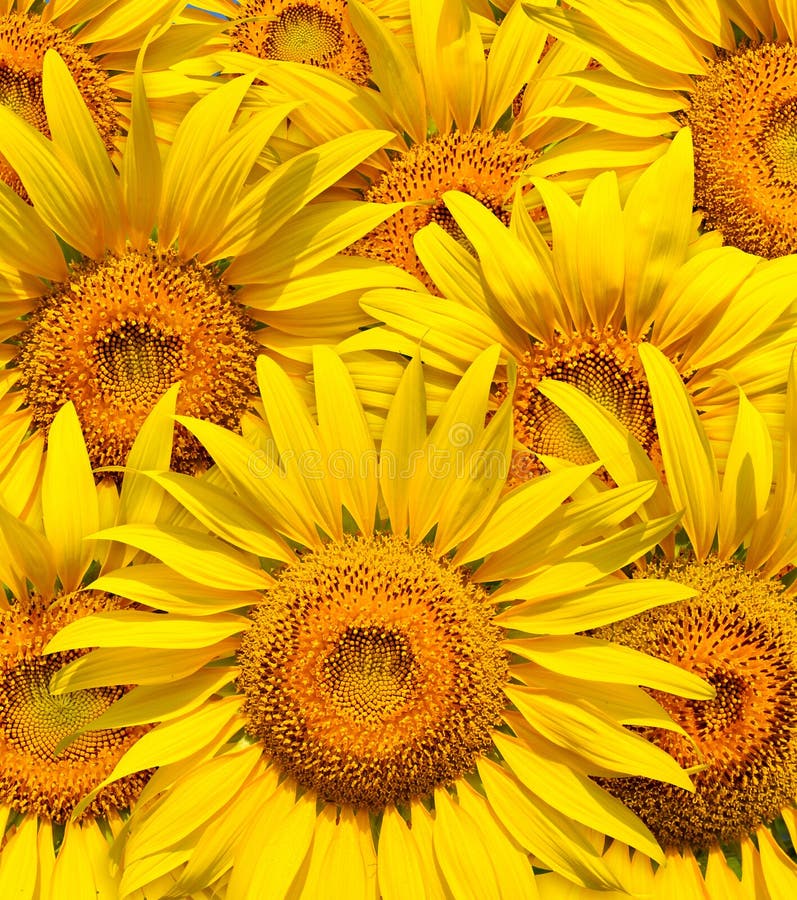 Sunflower texture stock photo. Image of blossom, details - 14110720