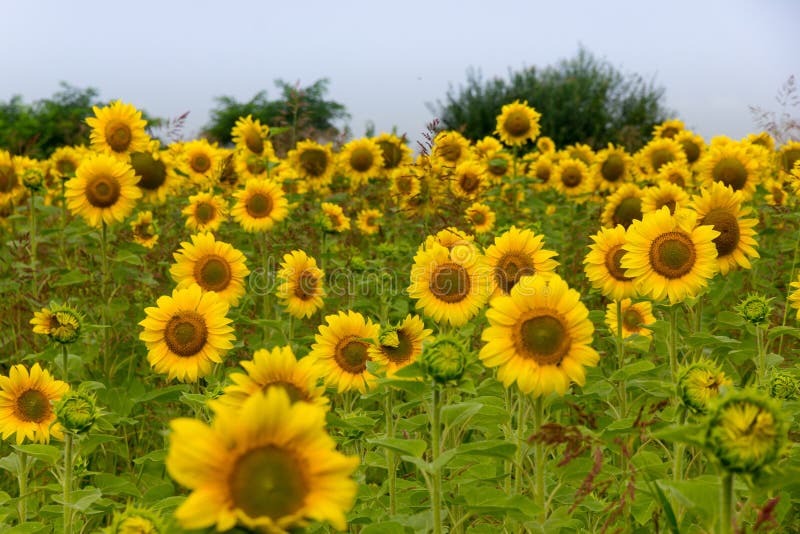 Beautiful sunflowers stock photo. Image of earth, fields - 43476402