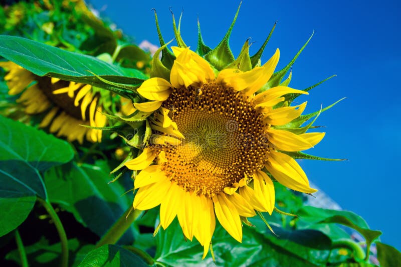 Beautiful Sunflowers with Blue Sky Stock Image - Image of blossom ... Beautiful Sunflowers with Blue Sky Stock Image - Image of blossom ...