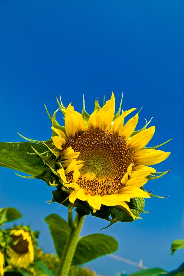 Beautiful Sunflowers with Blue Sky Stock Photo - Image of colors ... Beautiful Sunflowers with Blue Sky Stock Photo - Image of colors ...