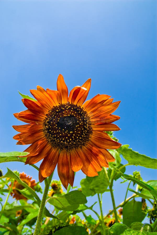 Beautiful Sunflowers with Blue Sky Stock Photo - Image of pollen ... Beautiful Sunflowers with Blue Sky Stock Photo - Image of pollen ...