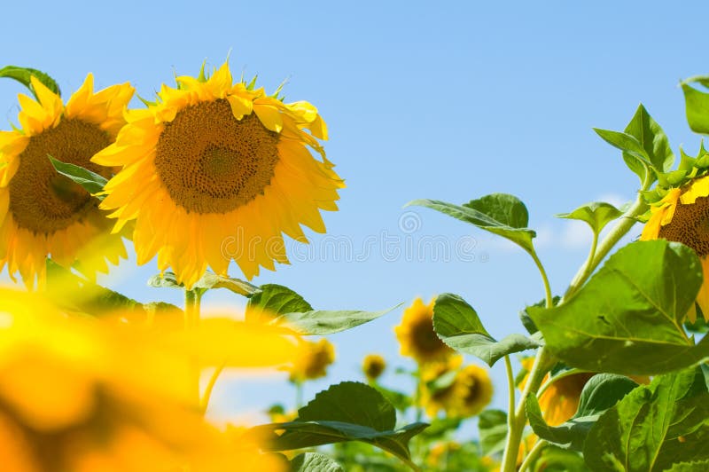 Beautiful Sunflowers with Blue Sky Stock Image - Image of petals ...