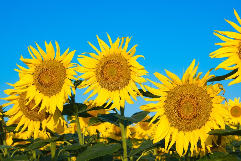 Beautiful Sunflowers and Blue Sky Stock Photo - Image of blue, flower ...