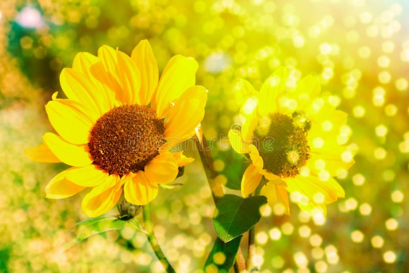 Beautiful sunflowers stock photo. Image of fresh, blur - 32450022