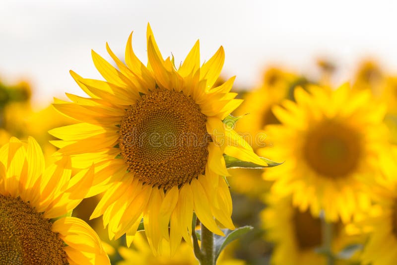 Beautiful sunflowers field stock photo. Image of leaf - 176890338
