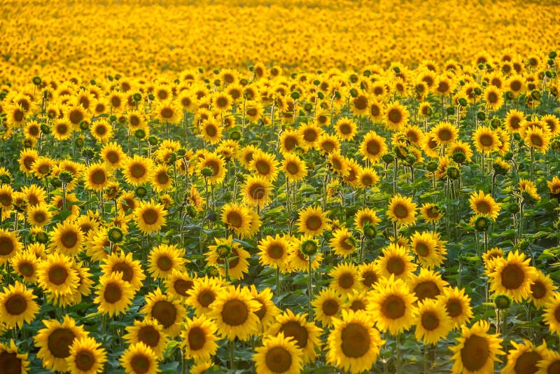 Beautiful sunflowers field stock image. Image of botany - 176890467