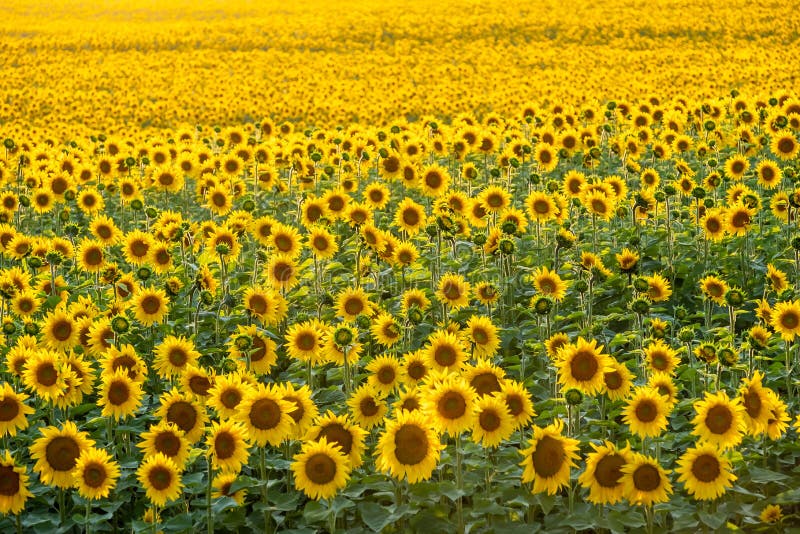 Beautiful sunflowers field stock image. Image of head - 176890477
