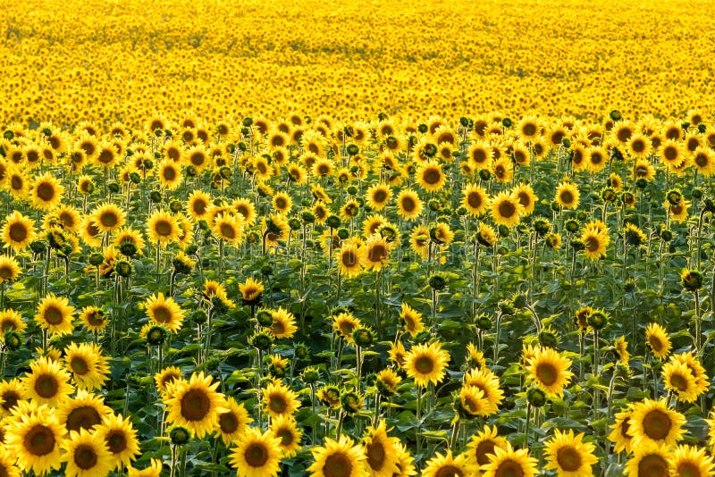 Beautiful sunflowers field stock photo. Image of cultivated - 176890698