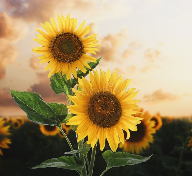 Beautiful Sunflowers in Field Under Sunset Sky Stock Image - Image of ...