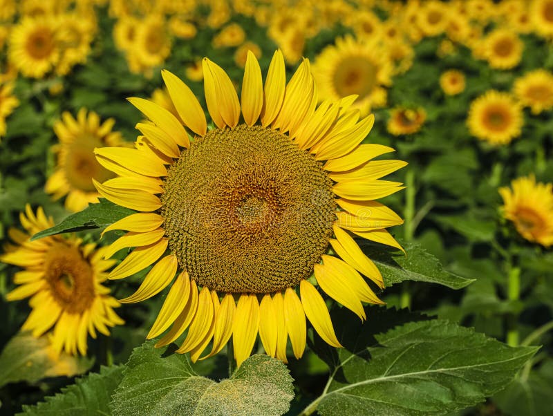 Beautiful Sunflowers Growing in Field on Sunny Day Stock Image - Image ...