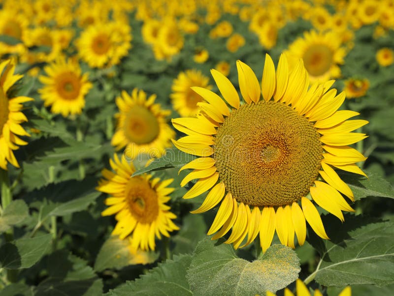 Beautiful Sunflowers Growing in Field on Sunny Day Stock Photo - Image ...