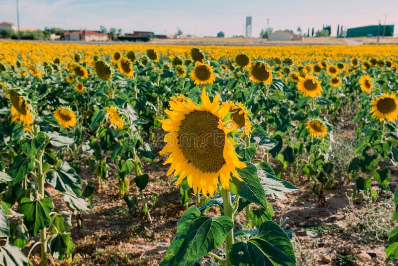 Beautiful Sunflowers Growing in the Sunny Field Stock Image - Image of ...