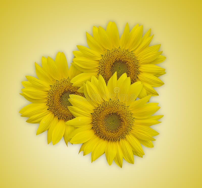 Beautiful Sunflowers Isolated on Yellow Background Stock Photo - Image ...