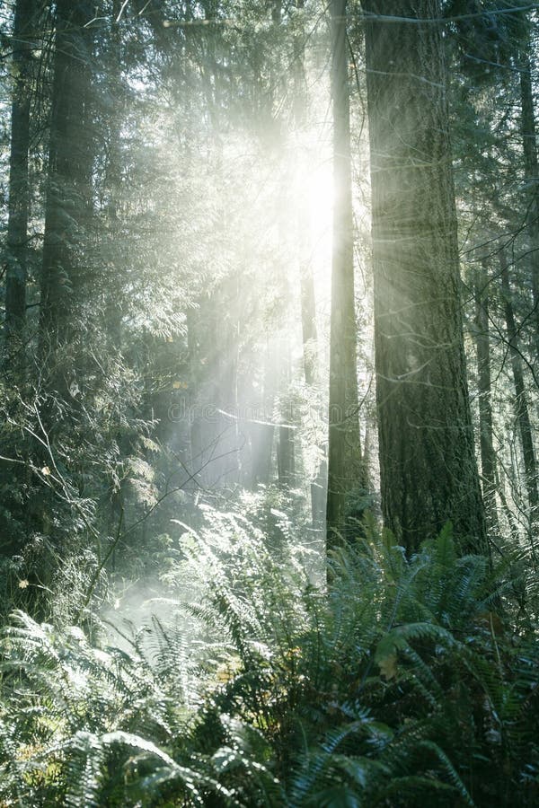 Sunlight Streaming Through The Forest Stock Photo - Image of streaming ...