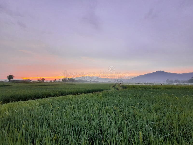 BEAUTIFUL SUNLIGHT , Rice Fields in the Morning, with Beautiful ...