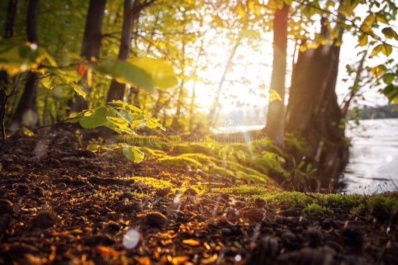 Beautiful Sunlight in Spring during a Forest Walk at the Lake Si Stock ...