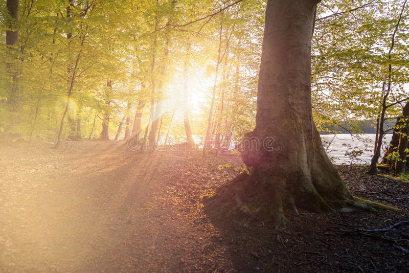 Beautiful Sunlight in Spring during a Forest Walk at the Lake Si Stock ...