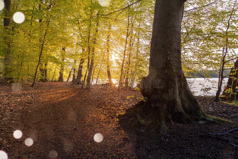 Beautiful Sunlight in Spring during a Forest Walk at the Lake Si Stock ...