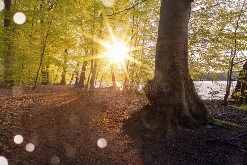 Beautiful Sunlight in Spring during a Forest Walk at the Lake Si Stock ...