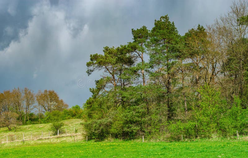 Beautiful Sunlighted Pinetrees High Resolution View, Springtime Stock ...