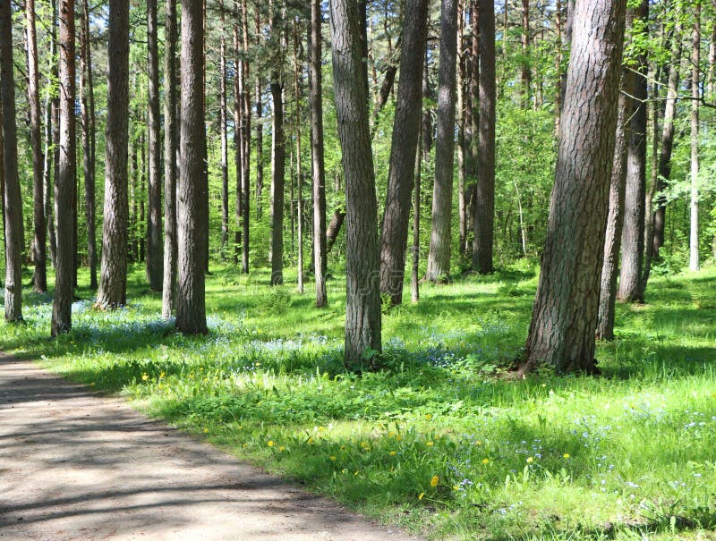 Beautiful sunlit forest stock image. Image of oxygen - 332197959