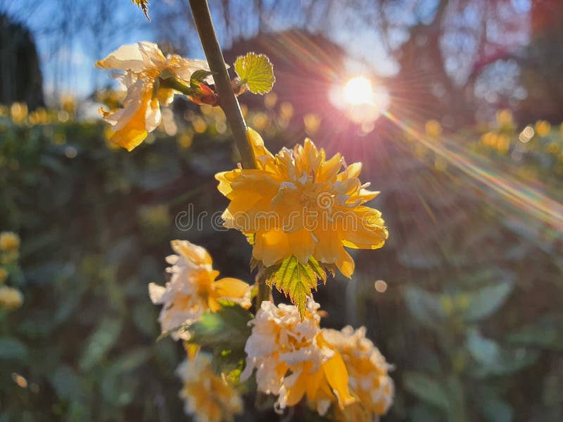 Beautiful Sunlit Yellow Flower As Seen at Dusk Stock Photo - Image of ...