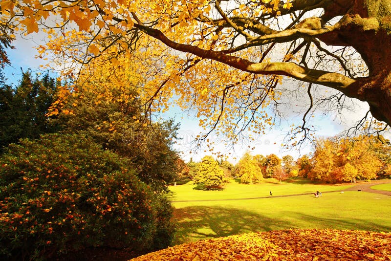 Beautiful, Sunny Autumn in the Park Stock Photo - Image of pattern ...