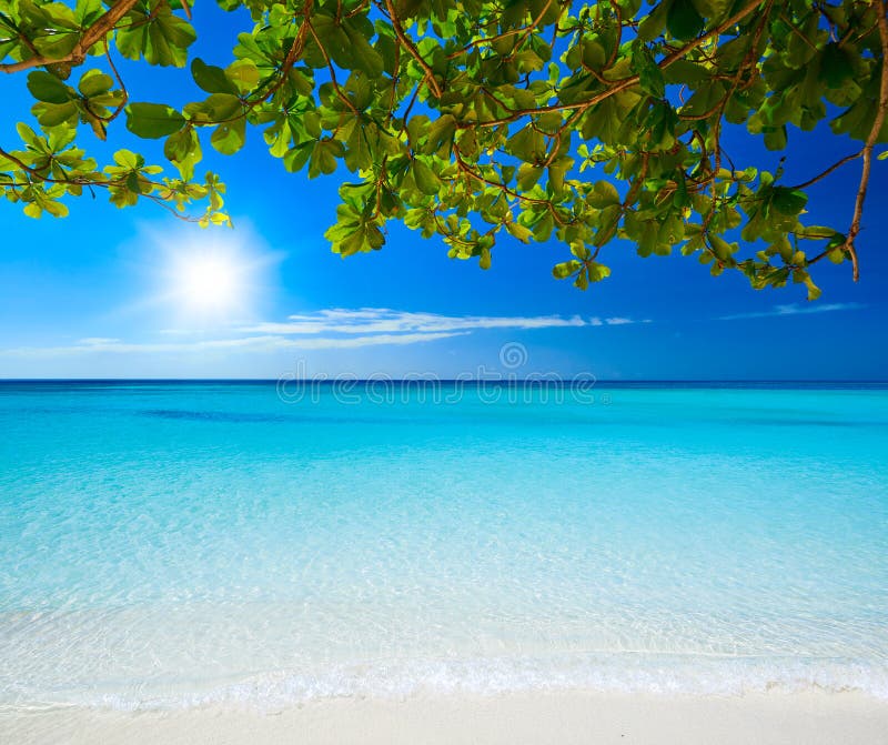 Beautiful Sunny Day on the Beach. Stock Photo - Image of leaves, sunny ...