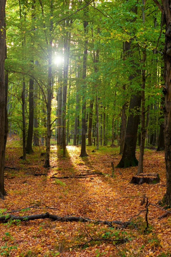 Beautiful Sunny Forest with High Trees. Stock Image - Image of ...
