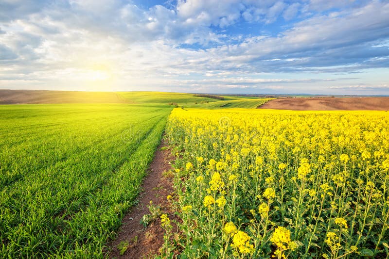 Beautiful sunny landscape stock photo. Image of abstract - 59039856