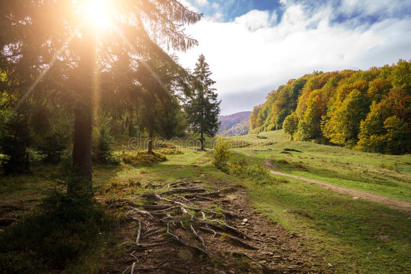 Beautiful Sunny Landscape of a Small Clearing. in the Foreground Stock ...