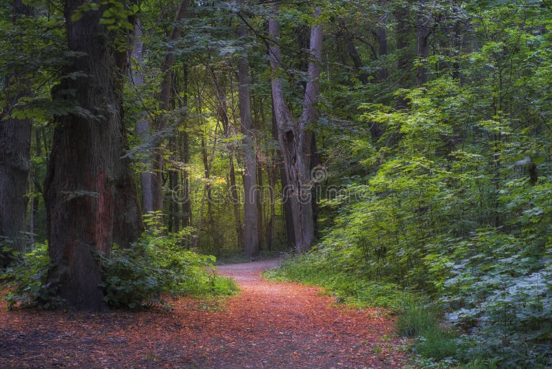 Beautiful Sunny Mixed Deciduous Forest with Trails Sunset in Early ...
