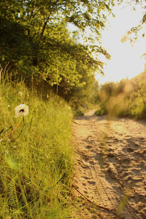 Beautiful Sunny Path in the Forest To the River. Warm Sunset in May ...