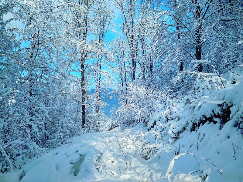 Beautiful Sunny Winter Landscape in the Forest Stock Image - Image of ...