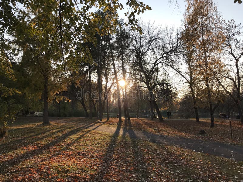 Sun through trees stock photo. Image of beautiful, park - 121014000