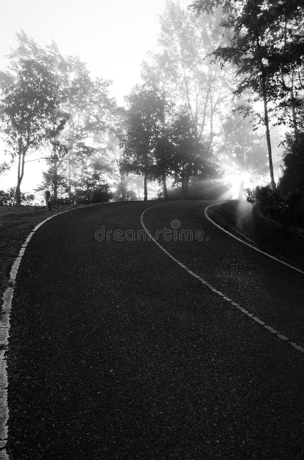 Beautiful Sunrays Filter through a Tree Stock Photo - Image of spring ...